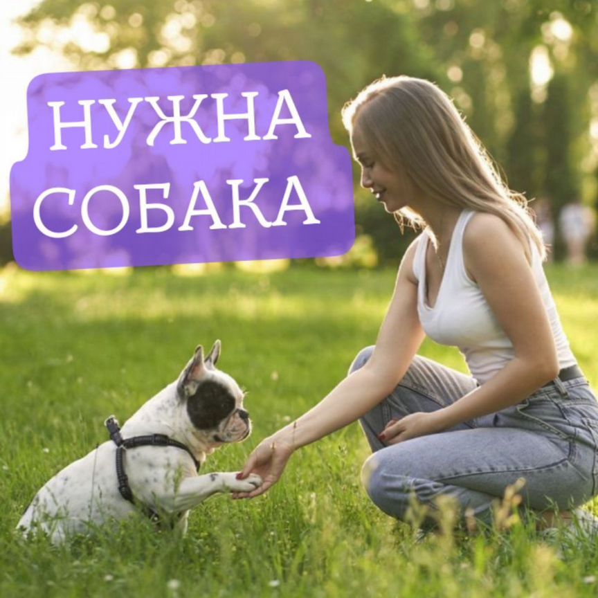 Нужна собака