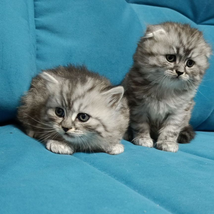 Британский короткошёрстный котёнок