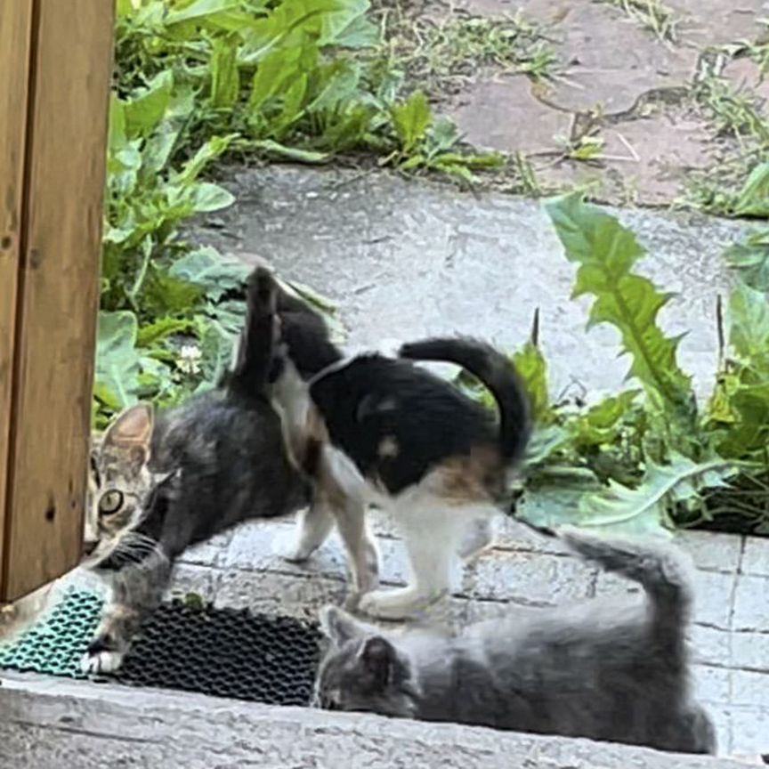 Котята в добрые руки бесплатно