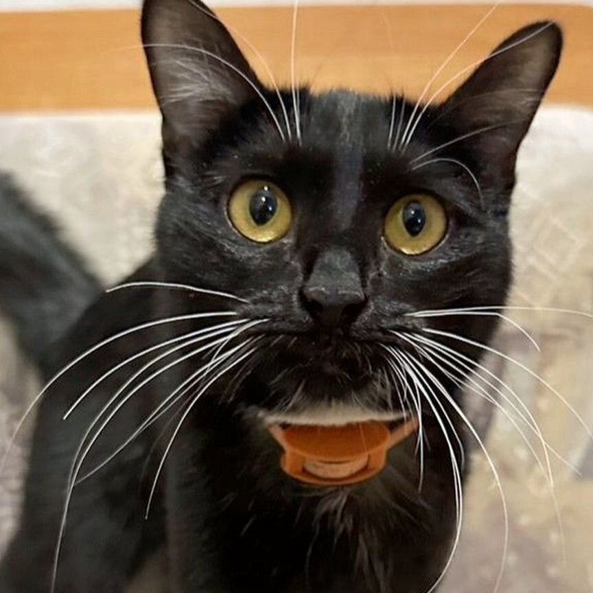 Кошка в поисках дома