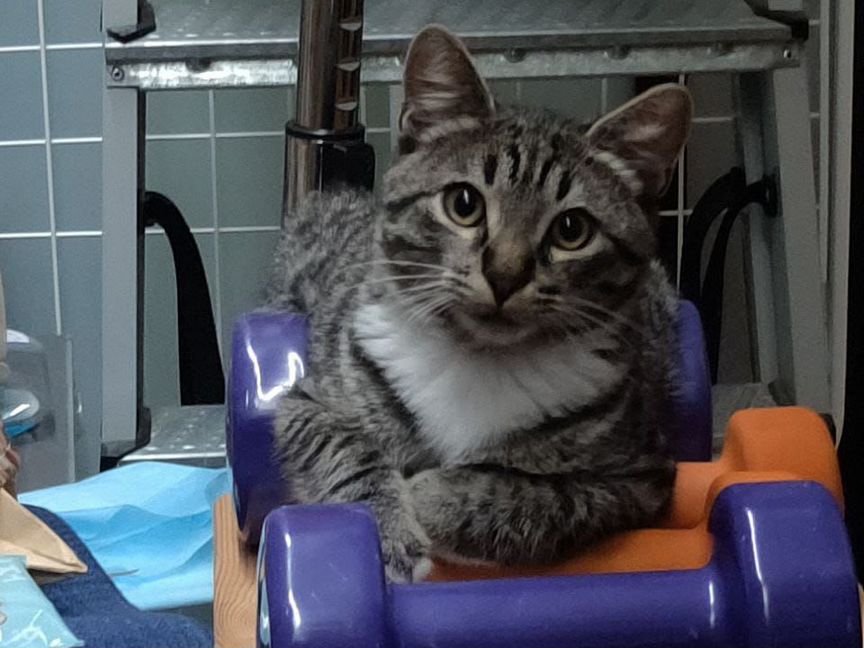 Красавчик Сима, котёнок, 6 мес