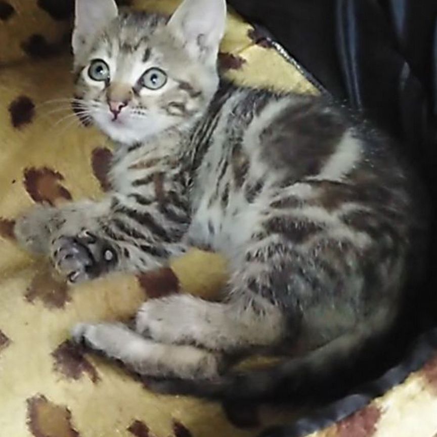 Кошечка, 2месяца