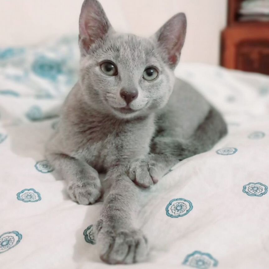Русский голубой котёнок