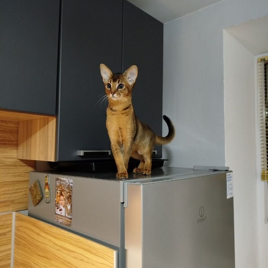 Кошка