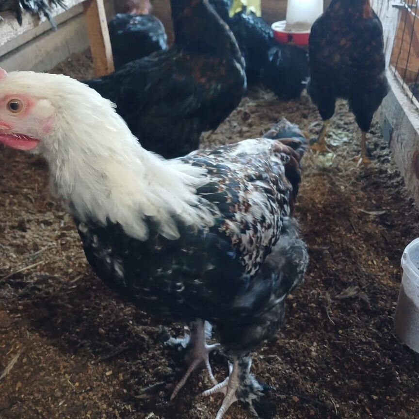 Взрослые и молодые петушки