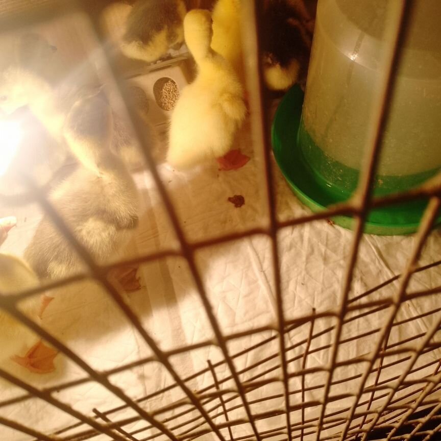 Продам гусят от домашних гусей