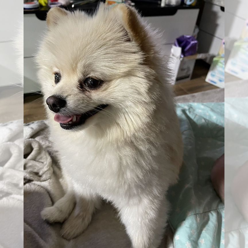 Вязка собак