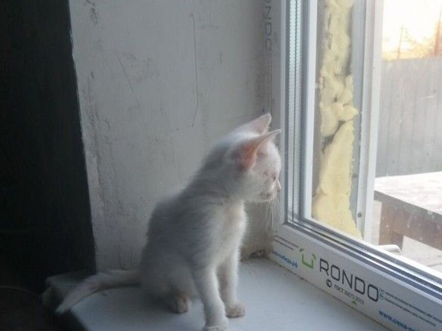 Кот