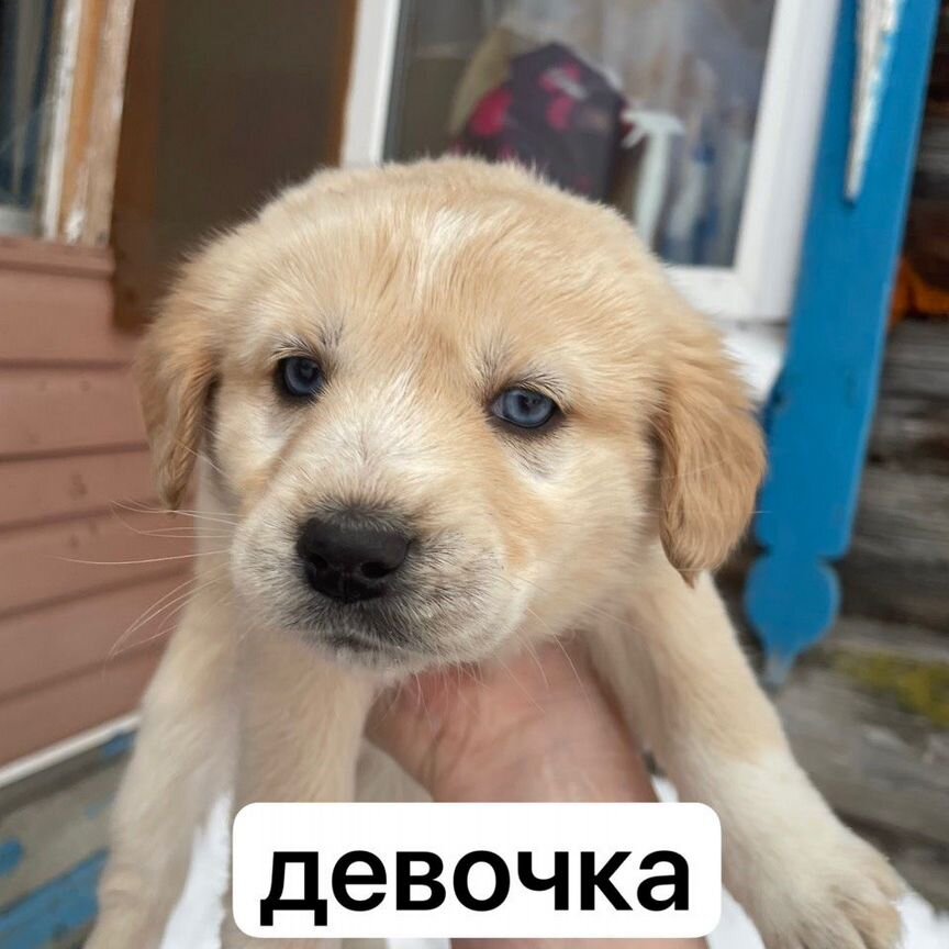 Щенки сибирской хаски и спаниеля
