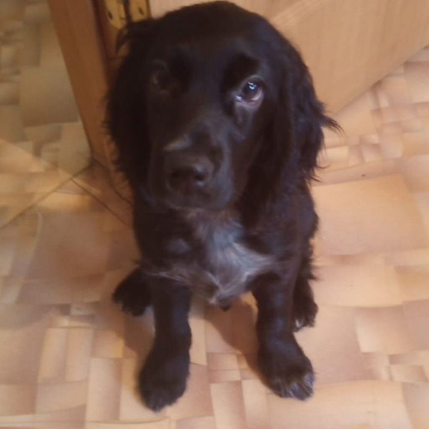 Кокер спаниель, щенок