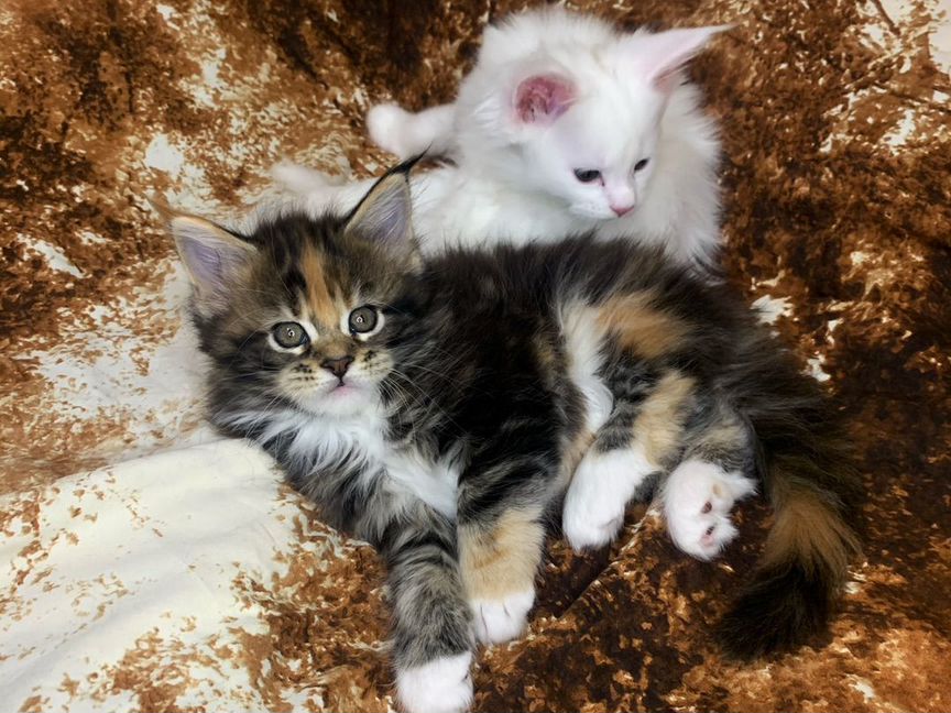 Ласковые котята Мейн-Кун