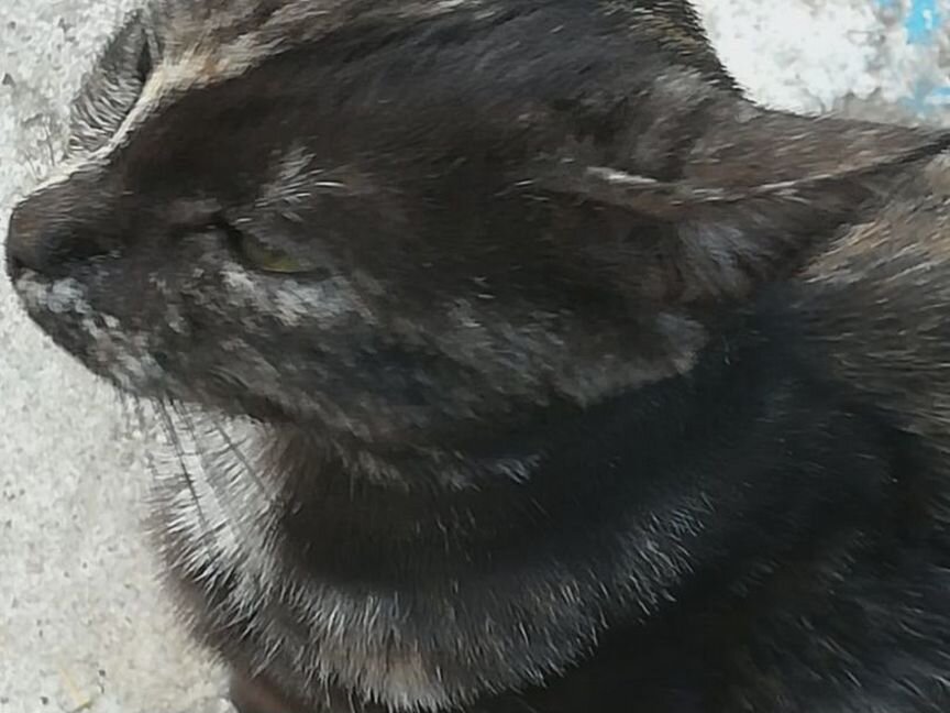 Кошечка в добрые руки