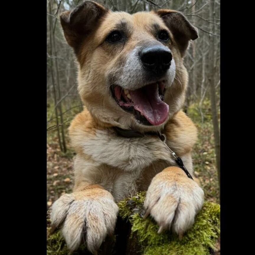 Взрослый пёс в добрые руки