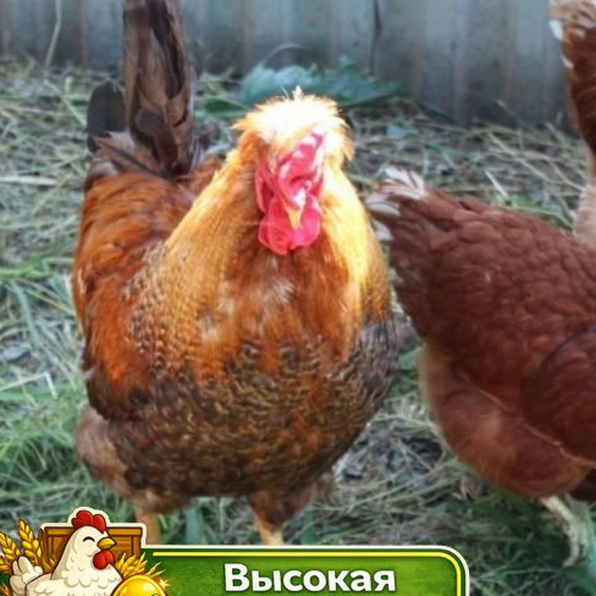 Куры несушки с доставкой