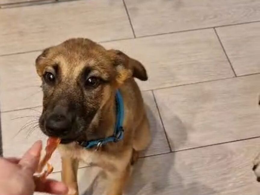 Супер щенок в добрые руки