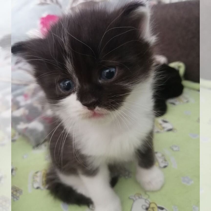 Котенок