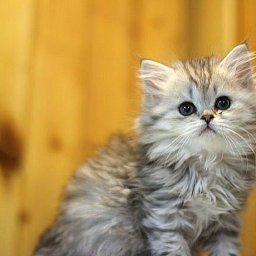 Британские котята