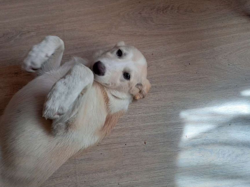 Собака,щенок,девочка, 2-3 месяца