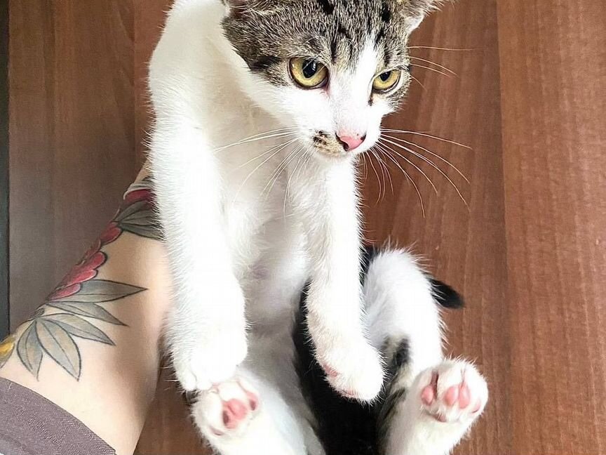 Котенок мальчик