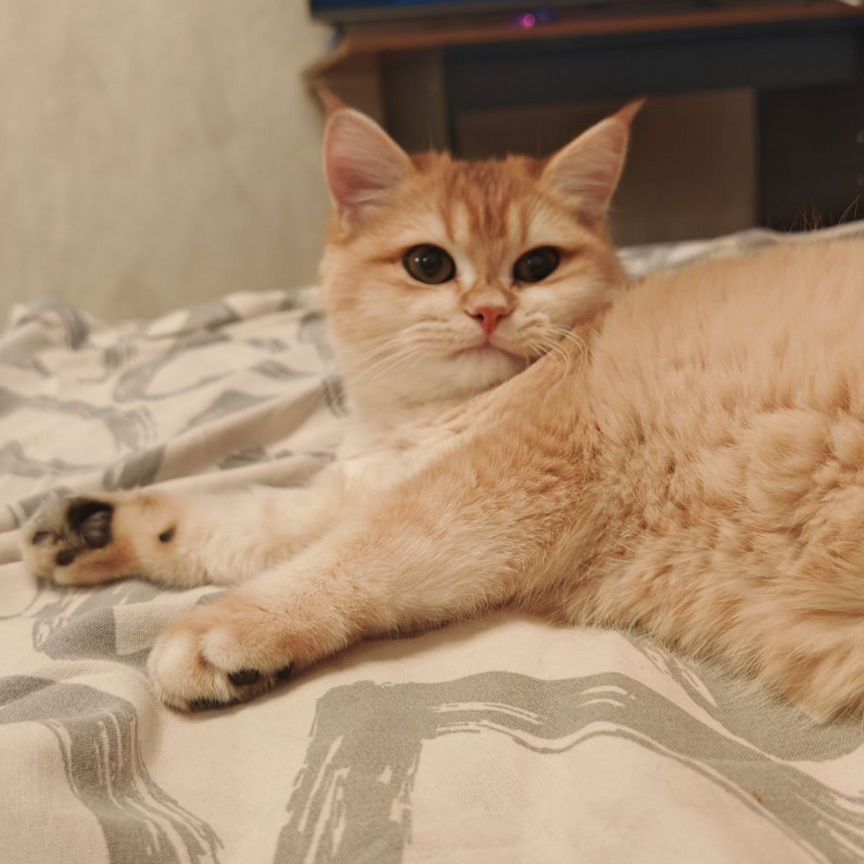 Британский короткошёрстный котёнок