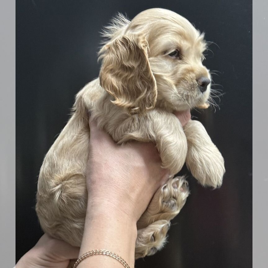 Английский кокер-спаниель, щенок