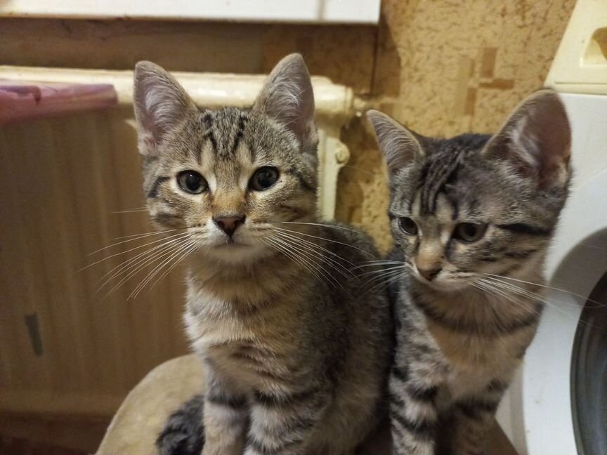 Кошки в добрые руки