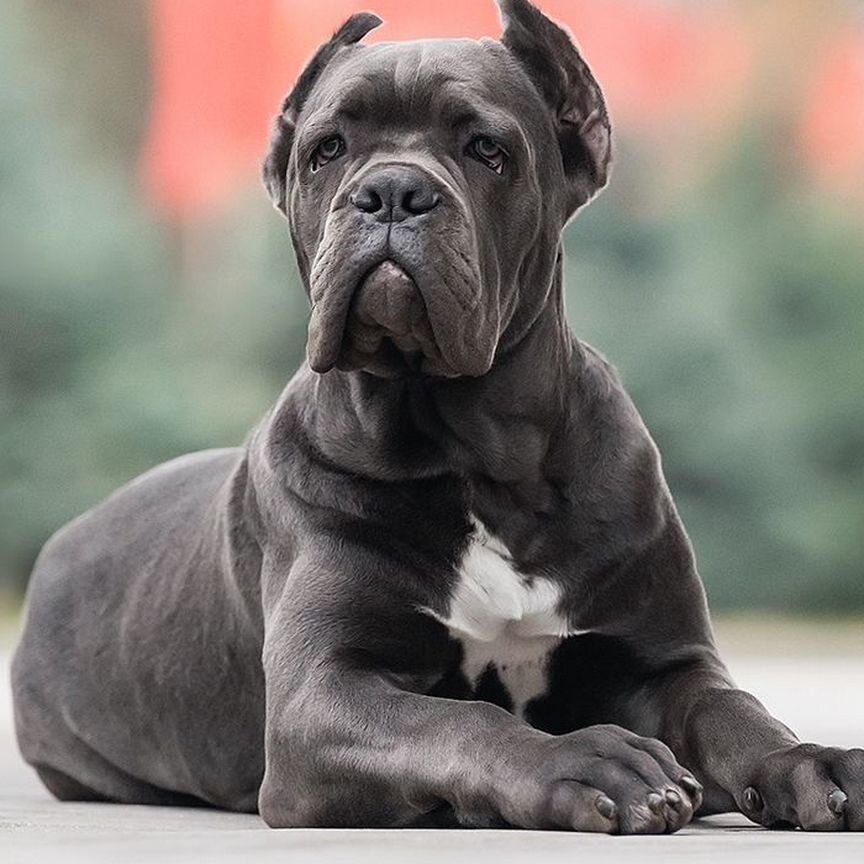 Кане-корсо, щенок