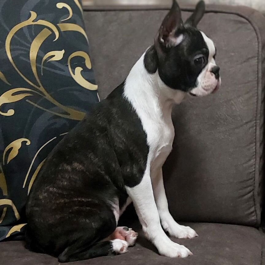 Бостон-терьер, щенок