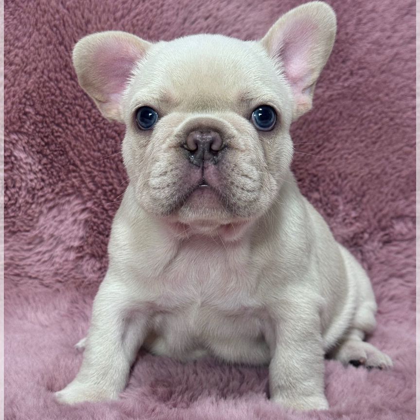 Французский бульдог, щенок