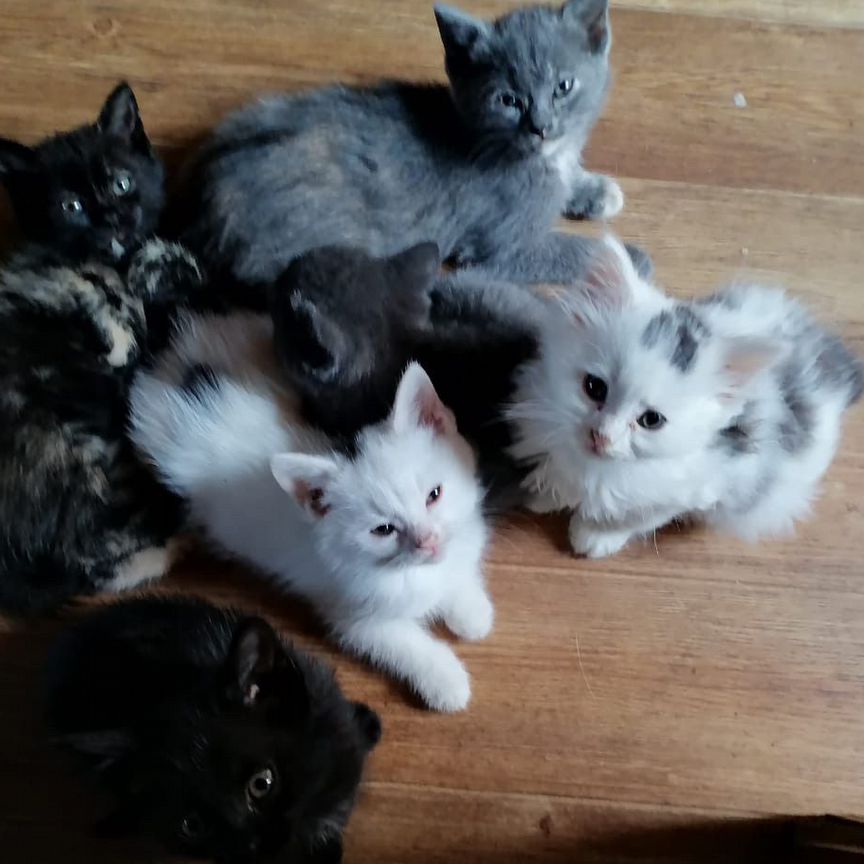 Отдам котят в хорошие руки