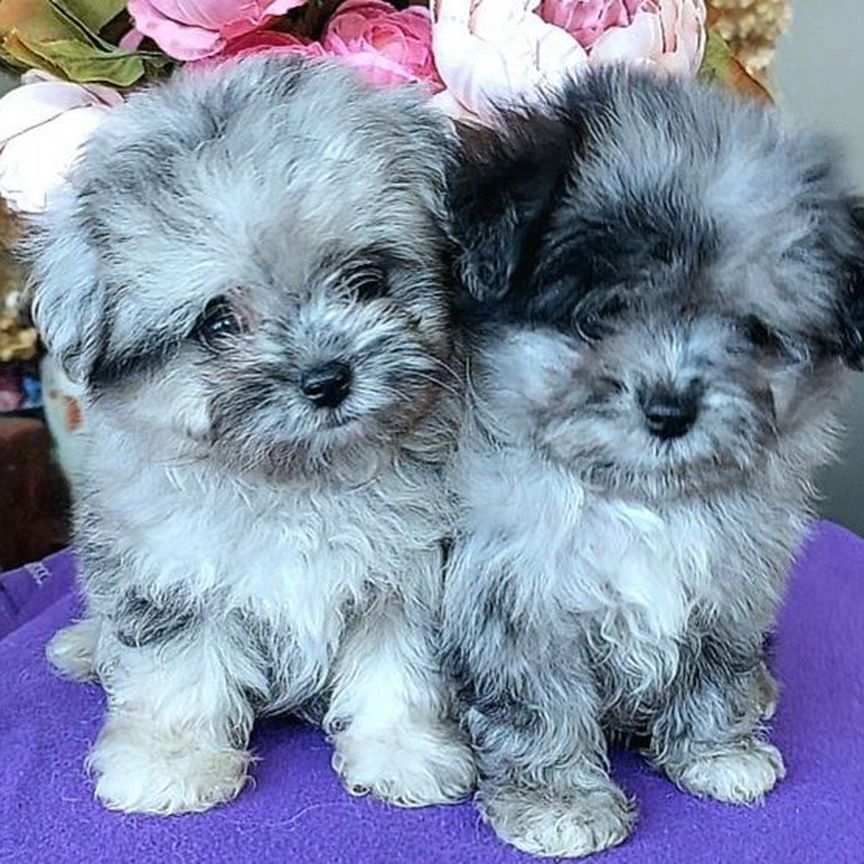 Малыши эксклюзив болонки