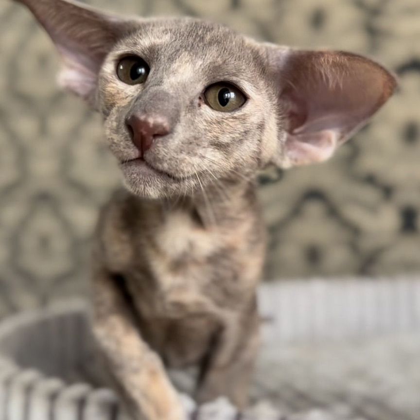 Ориентальная девочка Снежа