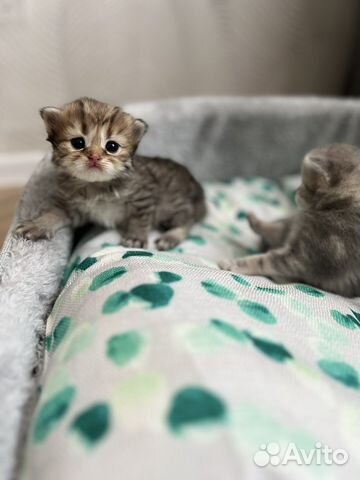 Шотландские вислоухие котята