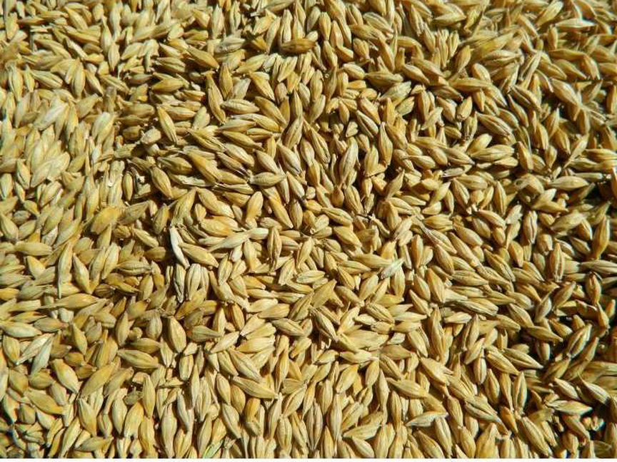 Зерно ячмень