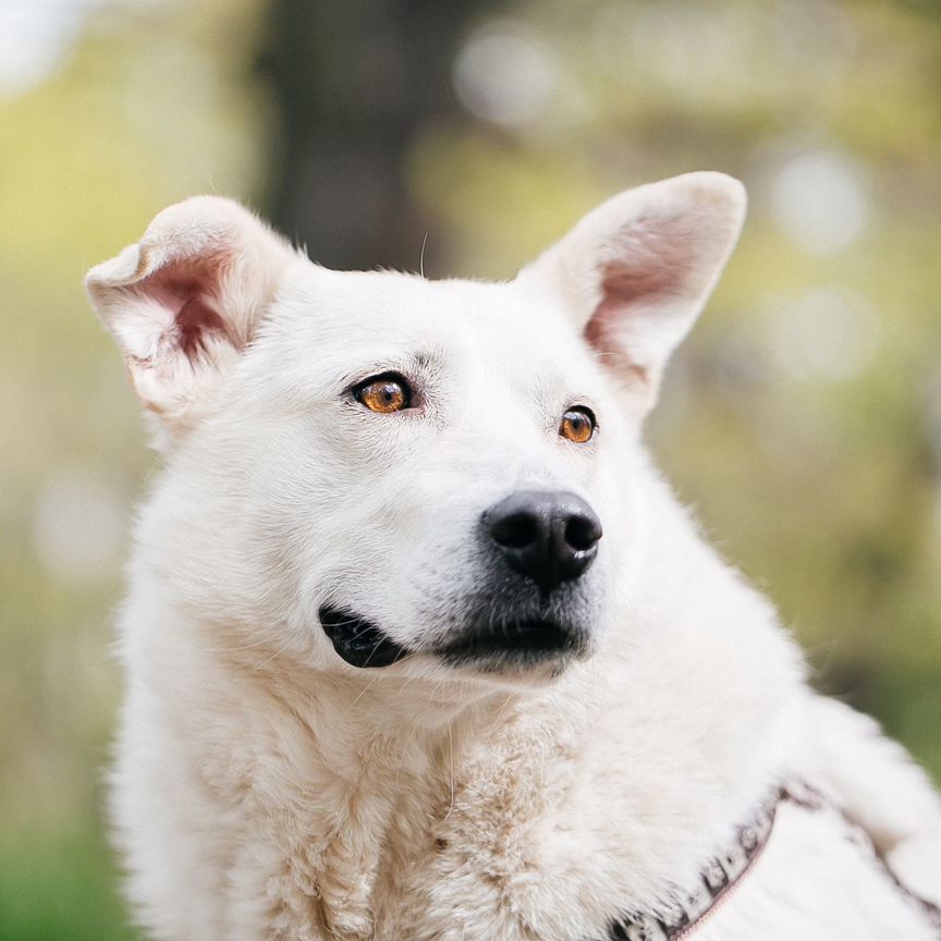 Белоснежный Лотос ищет дом