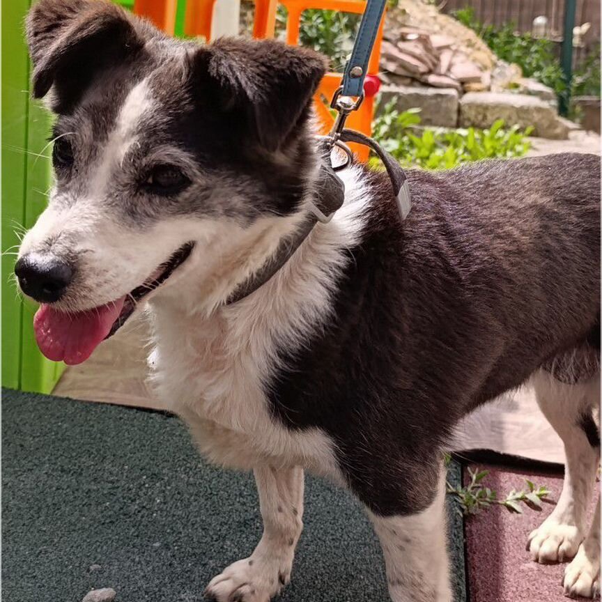 Не большая собачка средних лет ищет дом