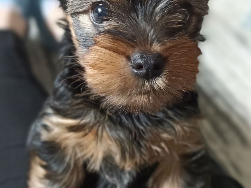 Йоркширский терьер