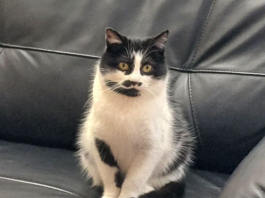 Кошка в дар. Есть всего неделя