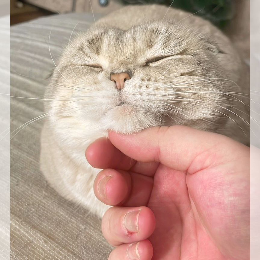 Британский вислоухий кот вязка