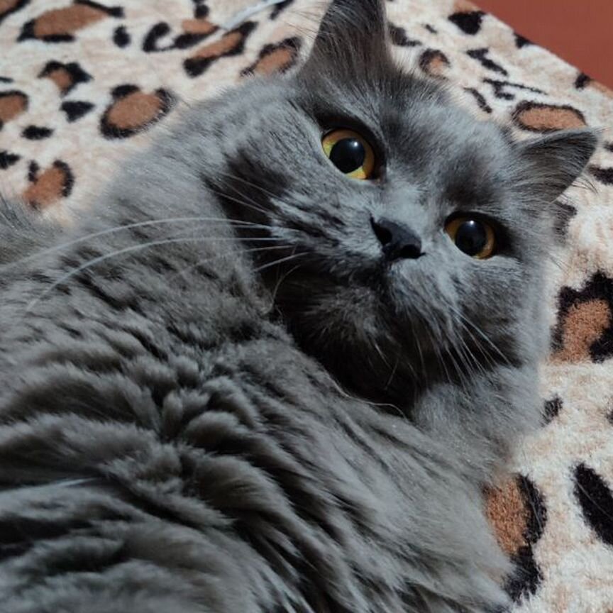 Британская длинношёрстная кошка, взрослая