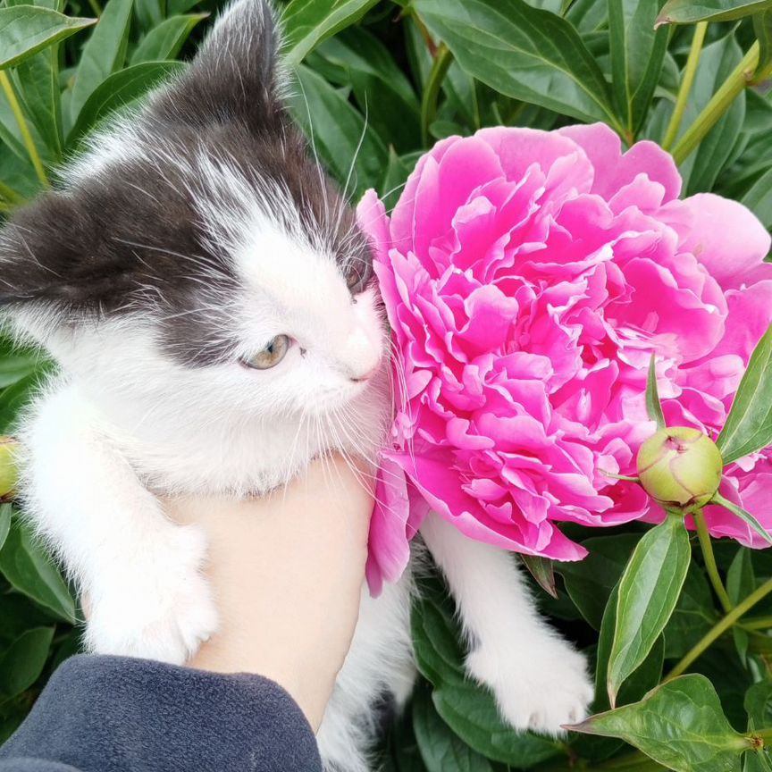 Котёнок в добрые руки