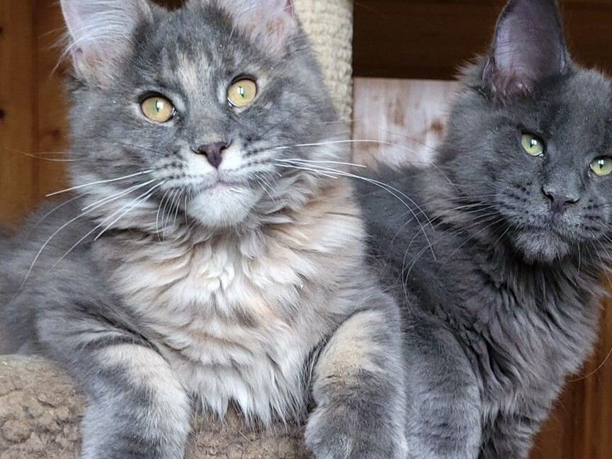 Котята мейн-кун