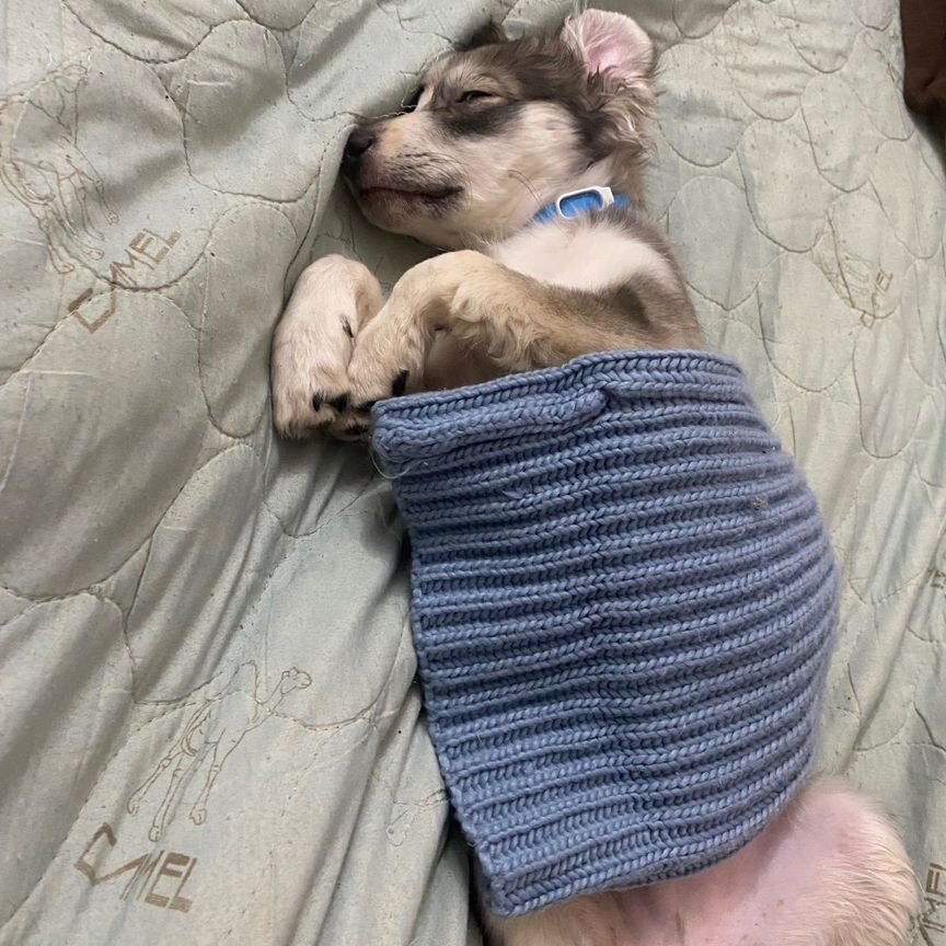 Щенок в добрые руки