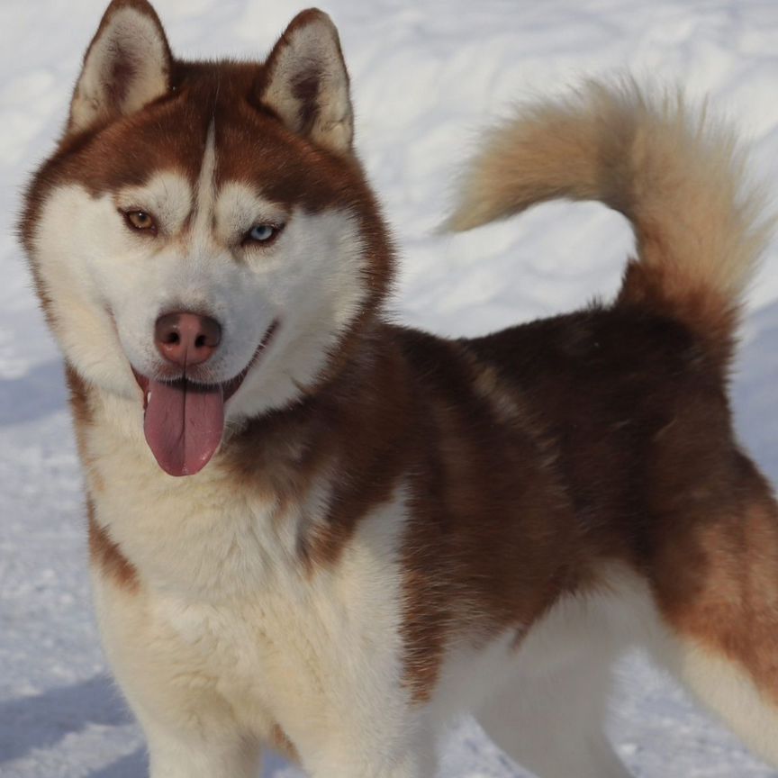 Сибирский хаски, взрослый пёс