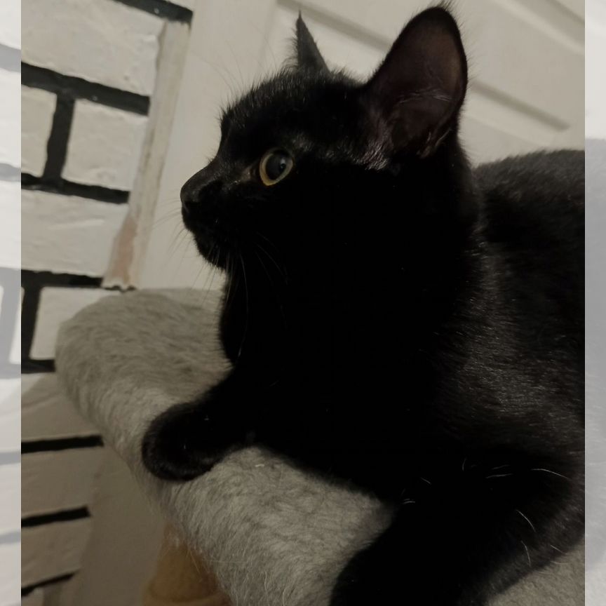 Взрослая кошка в добрые руки