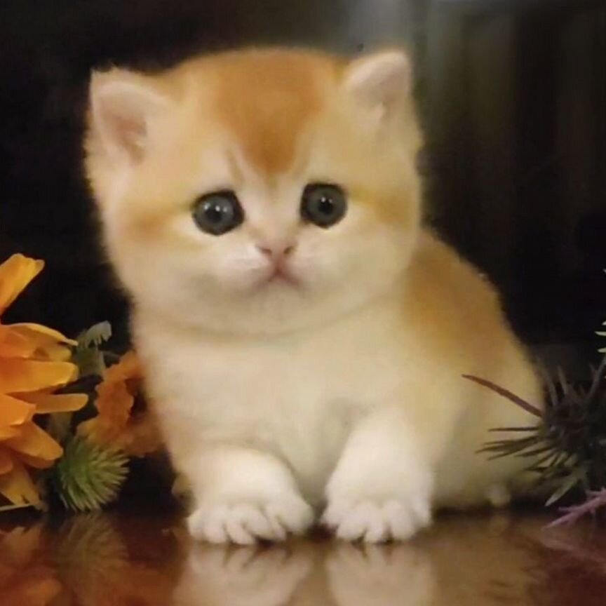 Британский котенок - яркий золотой мальчик