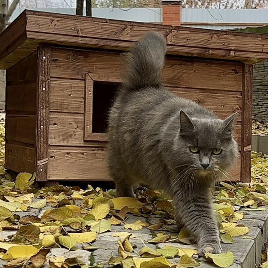 Котодомик