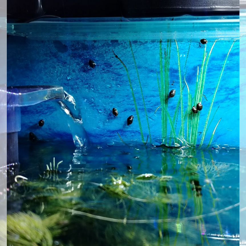 Улитки и растения