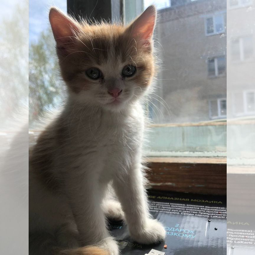 Котята в добрые руки