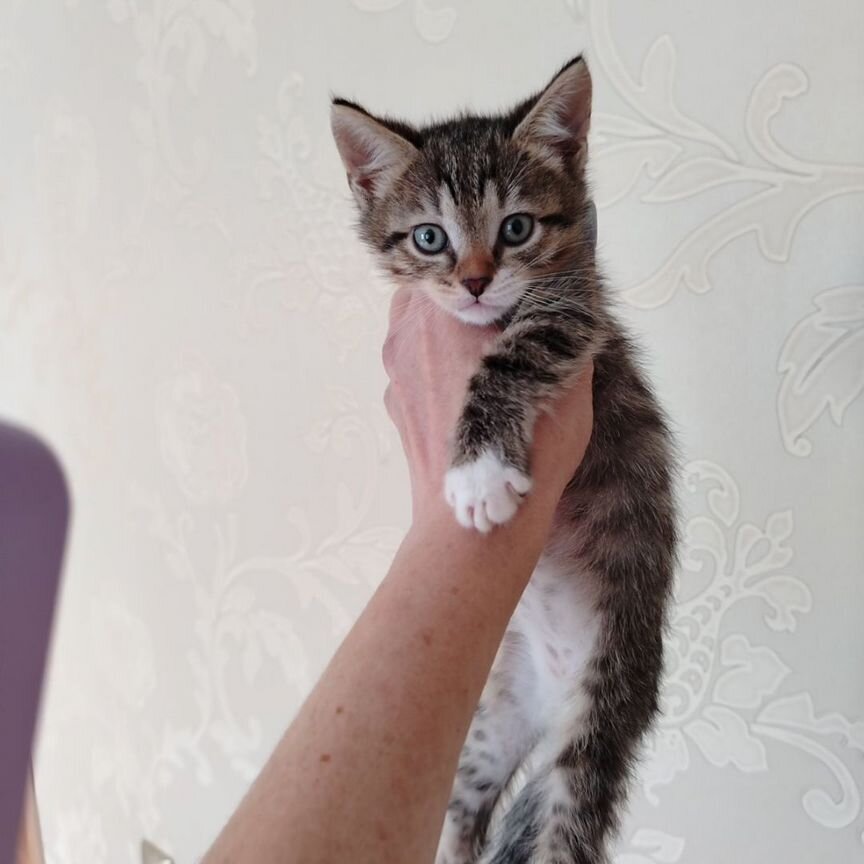 Котенок